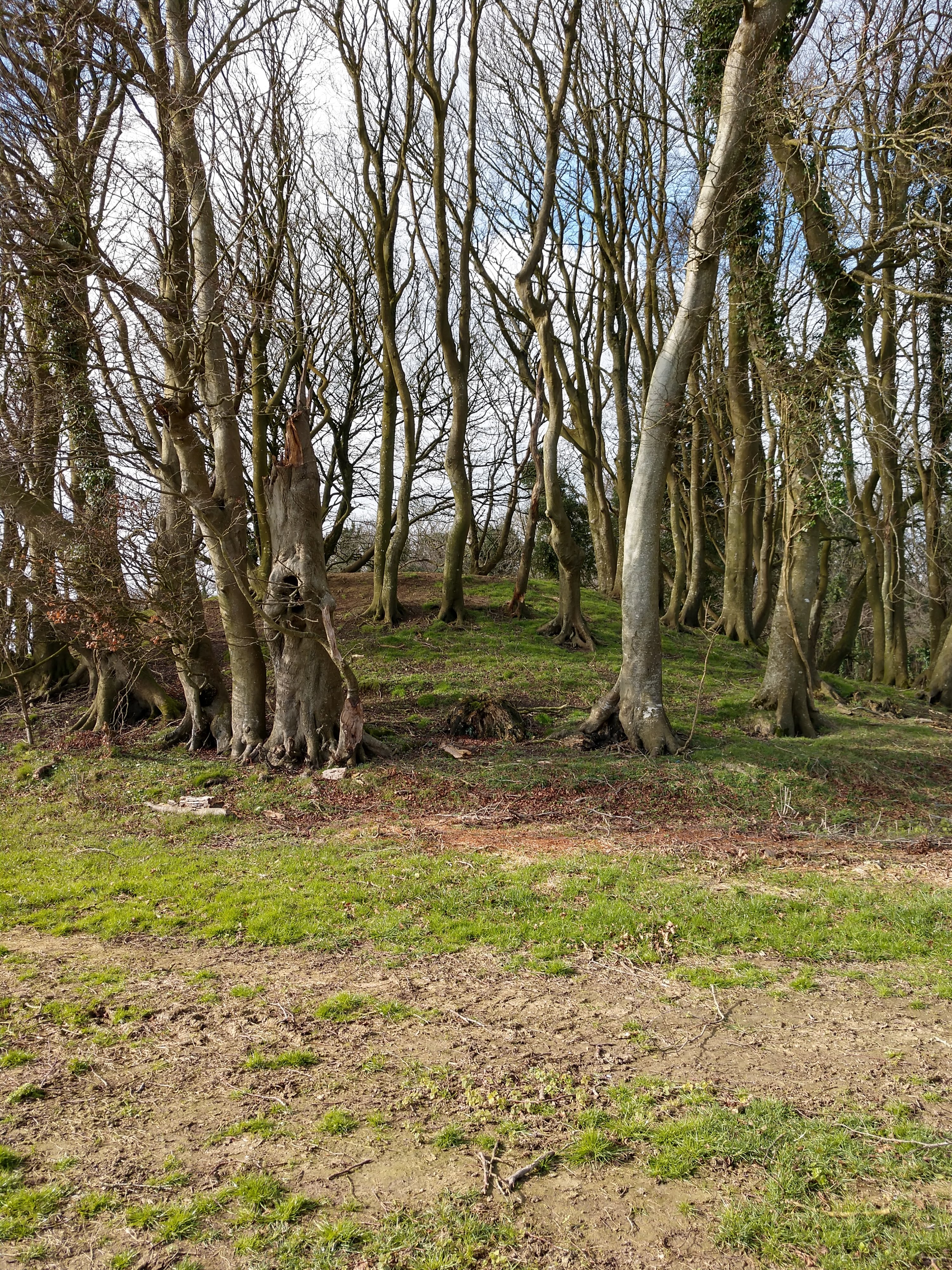 Culliford Tree long barrow and group of round barrows, Broadmayne ...