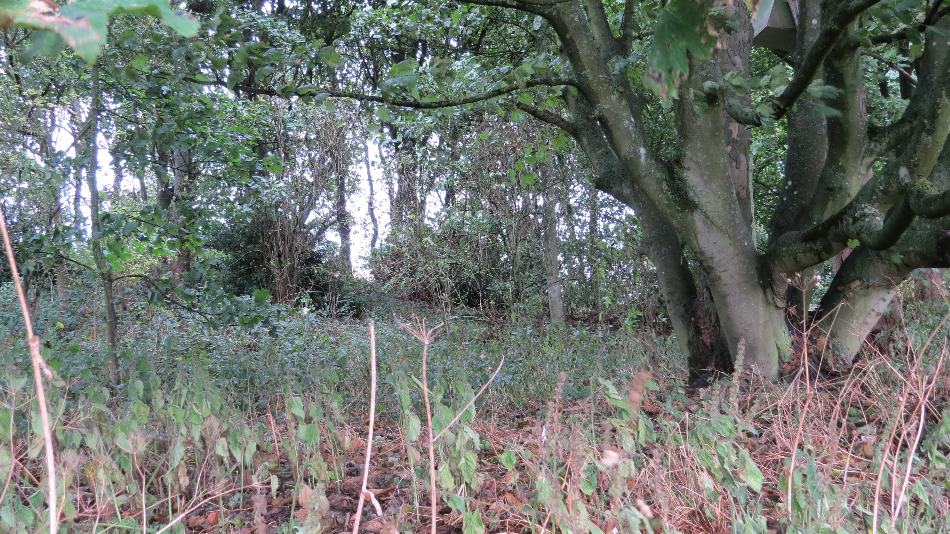 Round barrow E of Reighton House, Reighton - 1004101 | Historic England